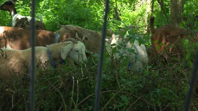 Riverside Park Conservancy: NYC park welcomes goats for summer weed ...