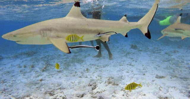 Warming waters may be changing shark migration patterns - CBS News
