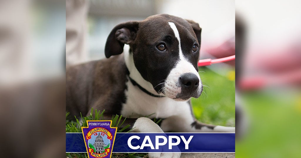 Abandoned Puppy Named Capitol Police Community Service Dog - CBS Pittsburgh