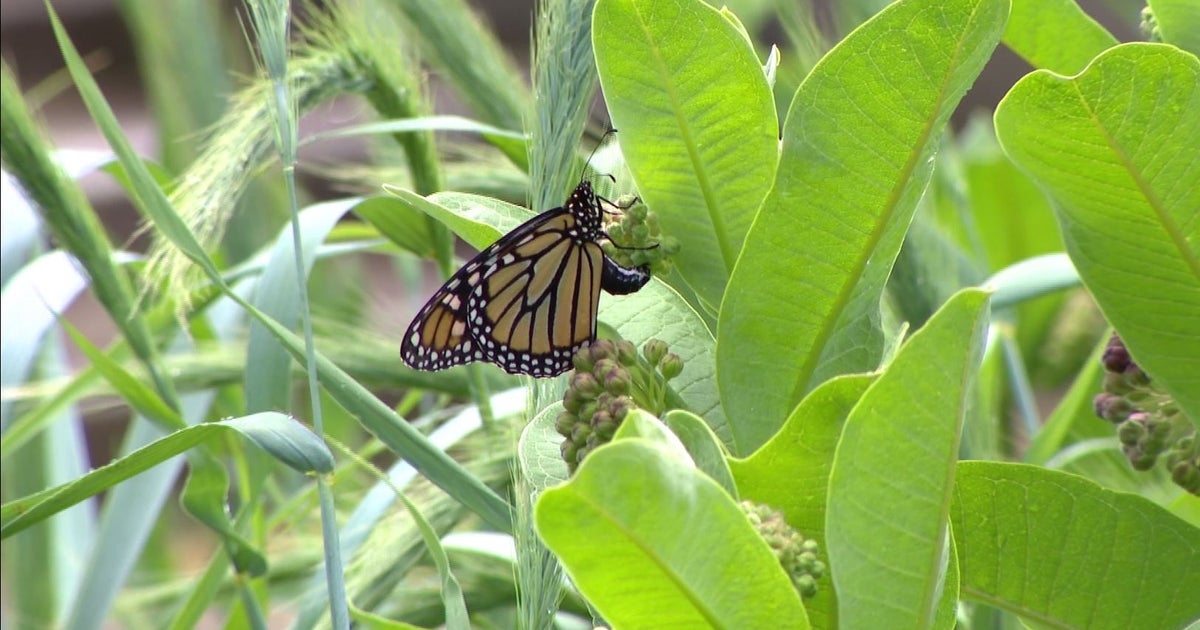 Chicago Museums Helping To Save Endangered Monarch Butterflies - CBS ...
