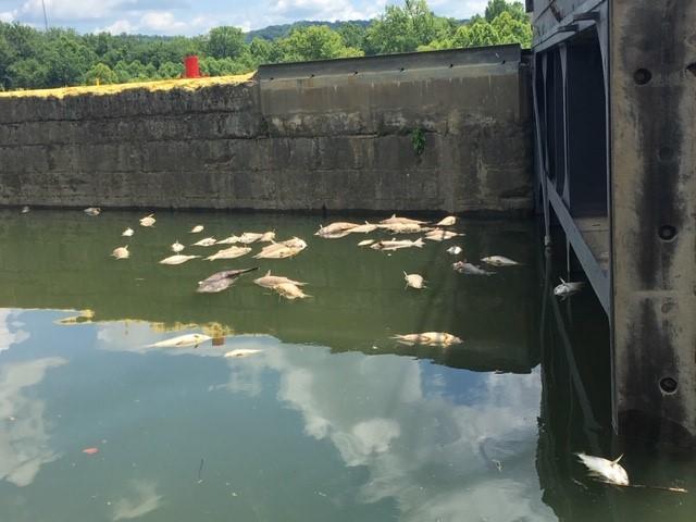 Jim Beam fire in Kentucky has led to thousands of fish dying because of bourbon runoff into ...