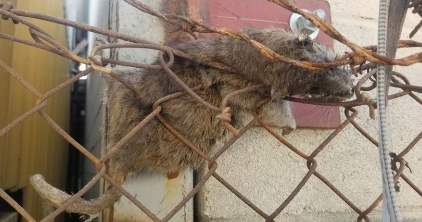 LA Now The 'City Of Rats'? Report Warns Of 'Alarming Increase' In ...