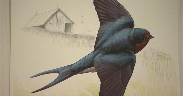 Artist David Sibley: For the birds - CBS News