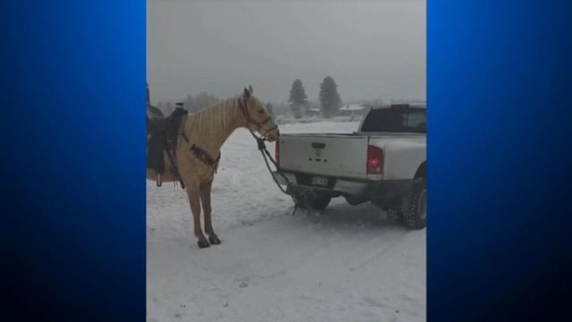 Horse dragged by truck leads to animal abuse investigation in Grand ...