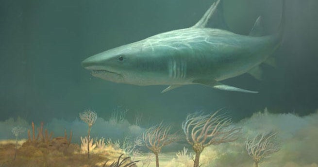 330-million-year-old shark found in Mammoth Cave in Kentucky - CBS News
