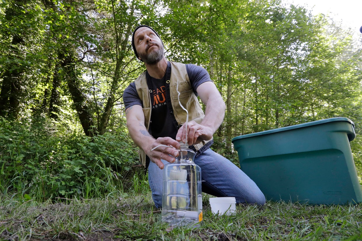 "Murder hornets" in America: What you need to know