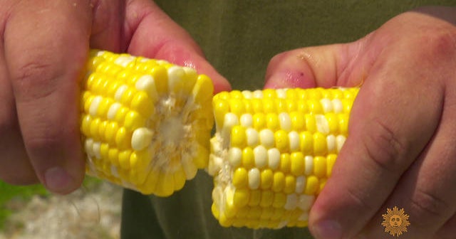 Taste of Summer: Corn - CBS News
