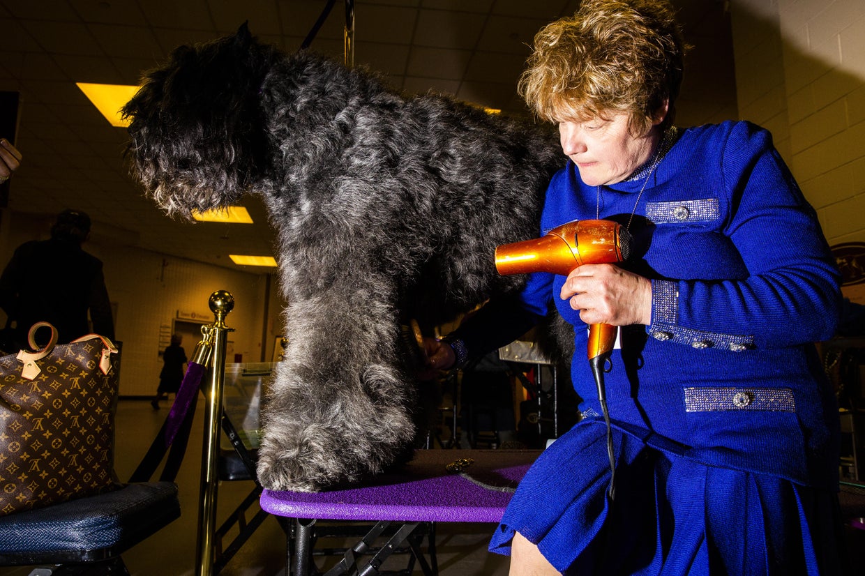 The most popular dog breeds in America