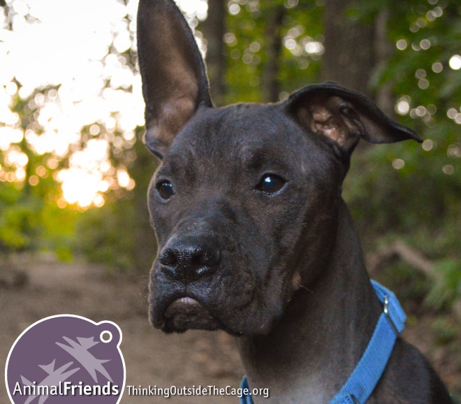 Furry Tails: Goober, Stretch Armstrong, Ace & Bugs Are Waiting For ...