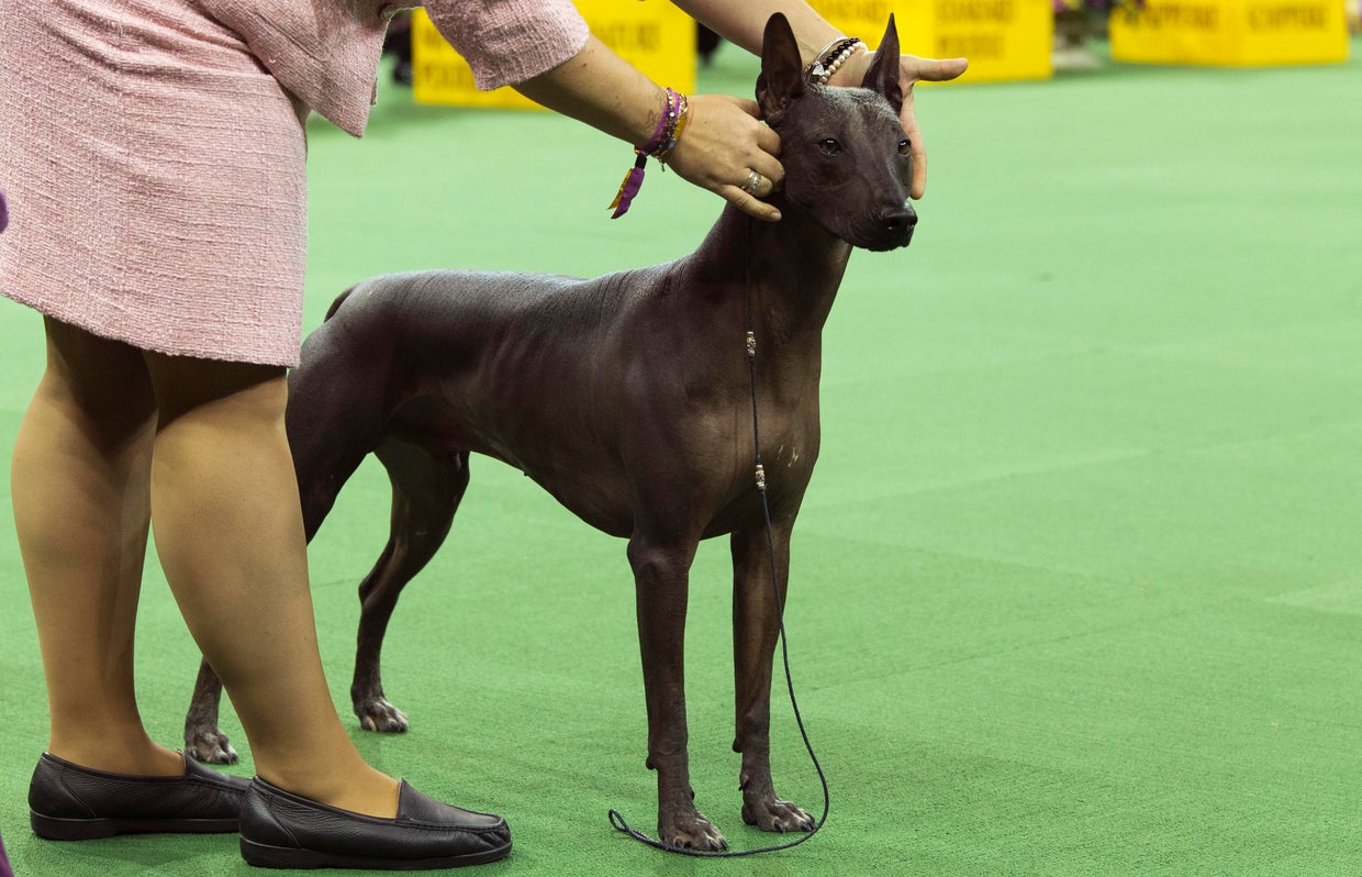 Newest dog breeds: From tiny toys to massive mastiffs