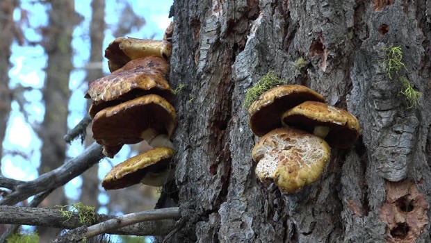 In search of a humongous fungus - CBS News