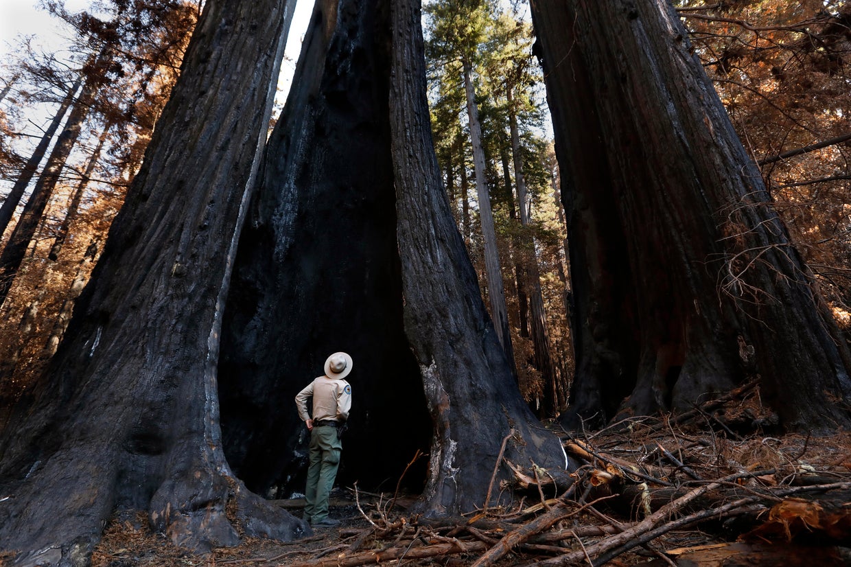 California's iconic redwoods, sequoias and Joshua trees threatened by ...