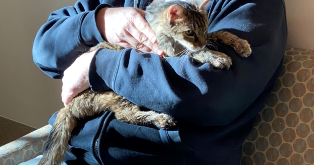 Cat Who Went Missing 15 Years Ago Found In Palmdale, Reunited With ...