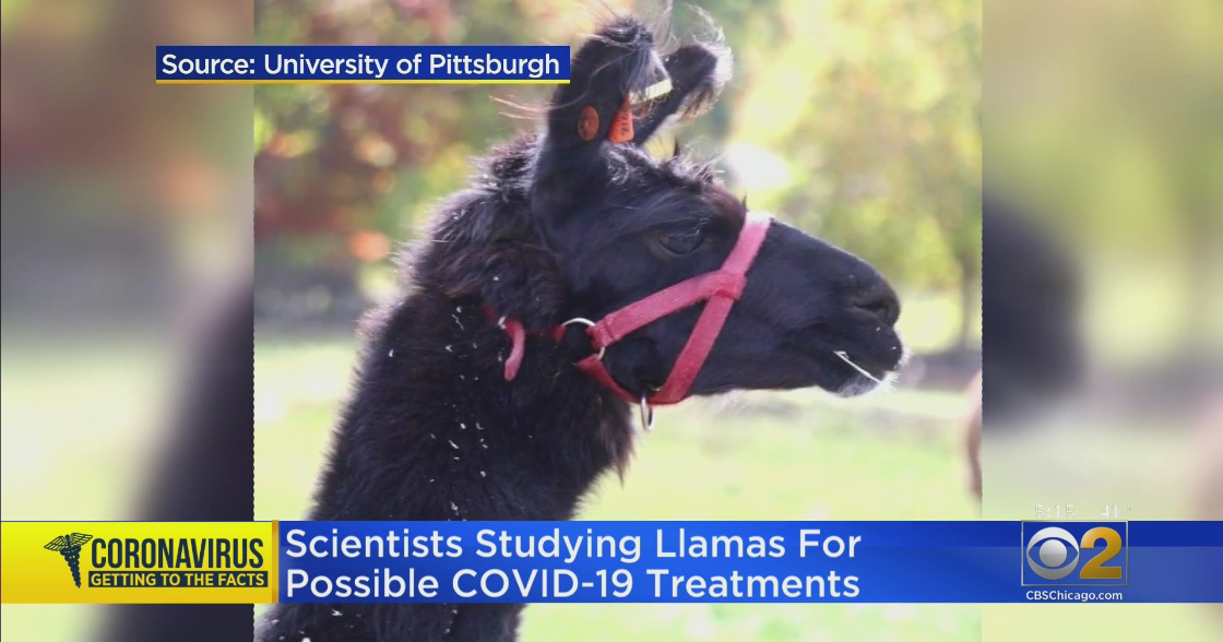 Llama Nanobodies Are At Center Of COVID-19 Treatment Study At Argonne ...