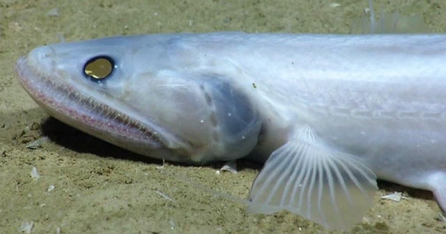 Deep sea exploration with the click of a mouse - CBS News