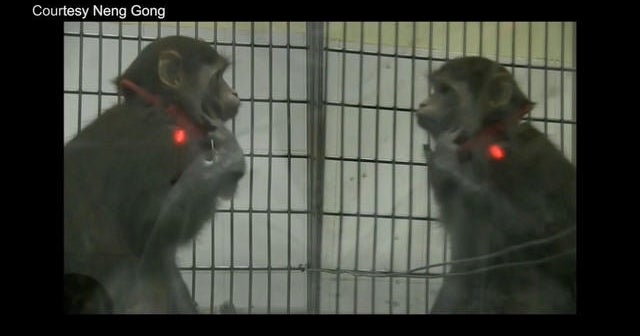 Monkeys gaze at themselves in the mirror - CBS News