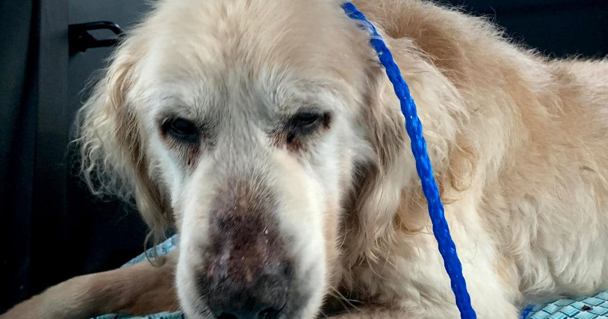 Remembering Theo The Dog: One Year Ago, He Began Joyous Final Journey ...