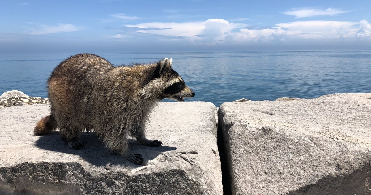Raccoons Are Taking Over Rocks Near Montrose Harbor, Yet People Keep ...