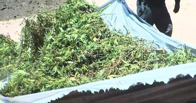 $1.19 billion worth of marijuana seized in massive drug bust in ...