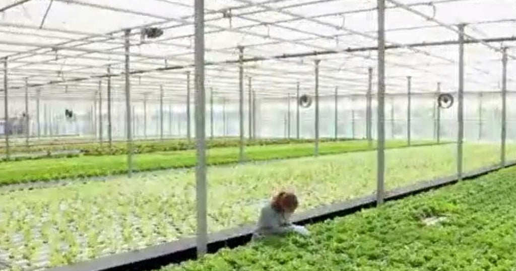Organic Farming Battle Pits Aquaponics, Hydroponics Against Traditional ...