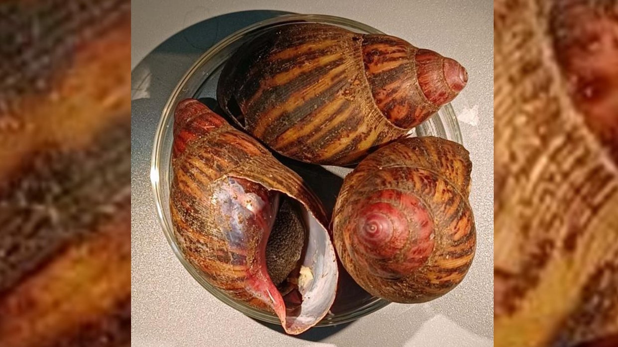 15 giant snails capable of causing rare forms of meningitis in humans ...