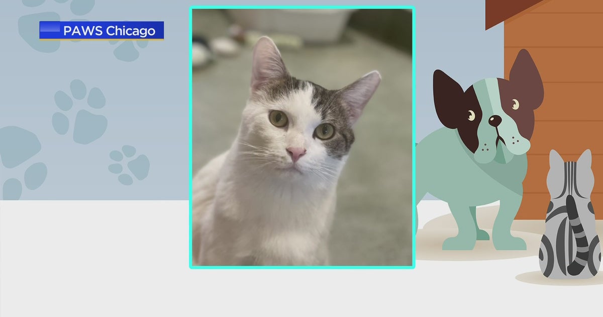 PAWS Pet Of The Week: Harris - CBS Chicago